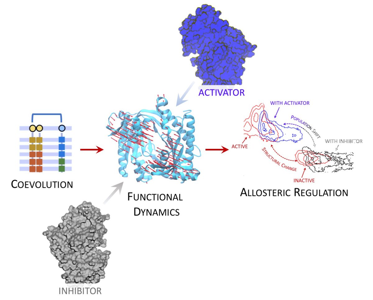 A new method to understand protein dynamics and the regulation of ...