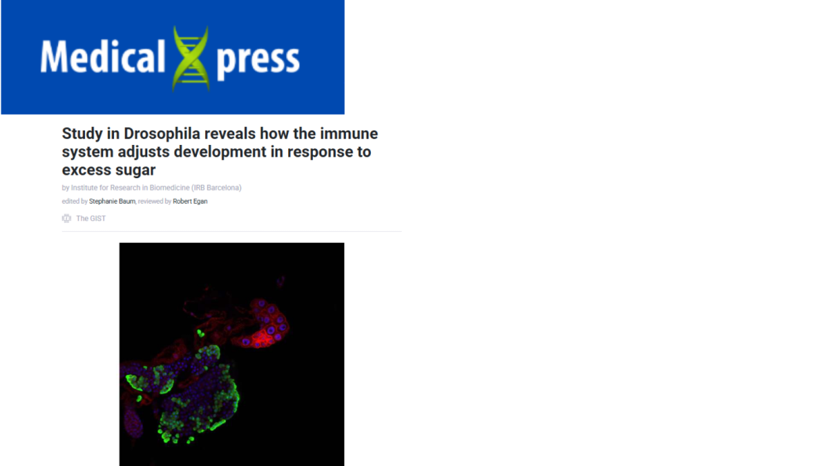 MedicalXpress - Study in Drosophila reveals how the immune system ...